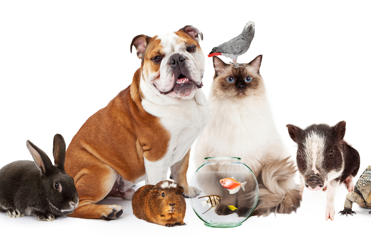 9 Must Follow Animal Accounts on Twitter » Soaster